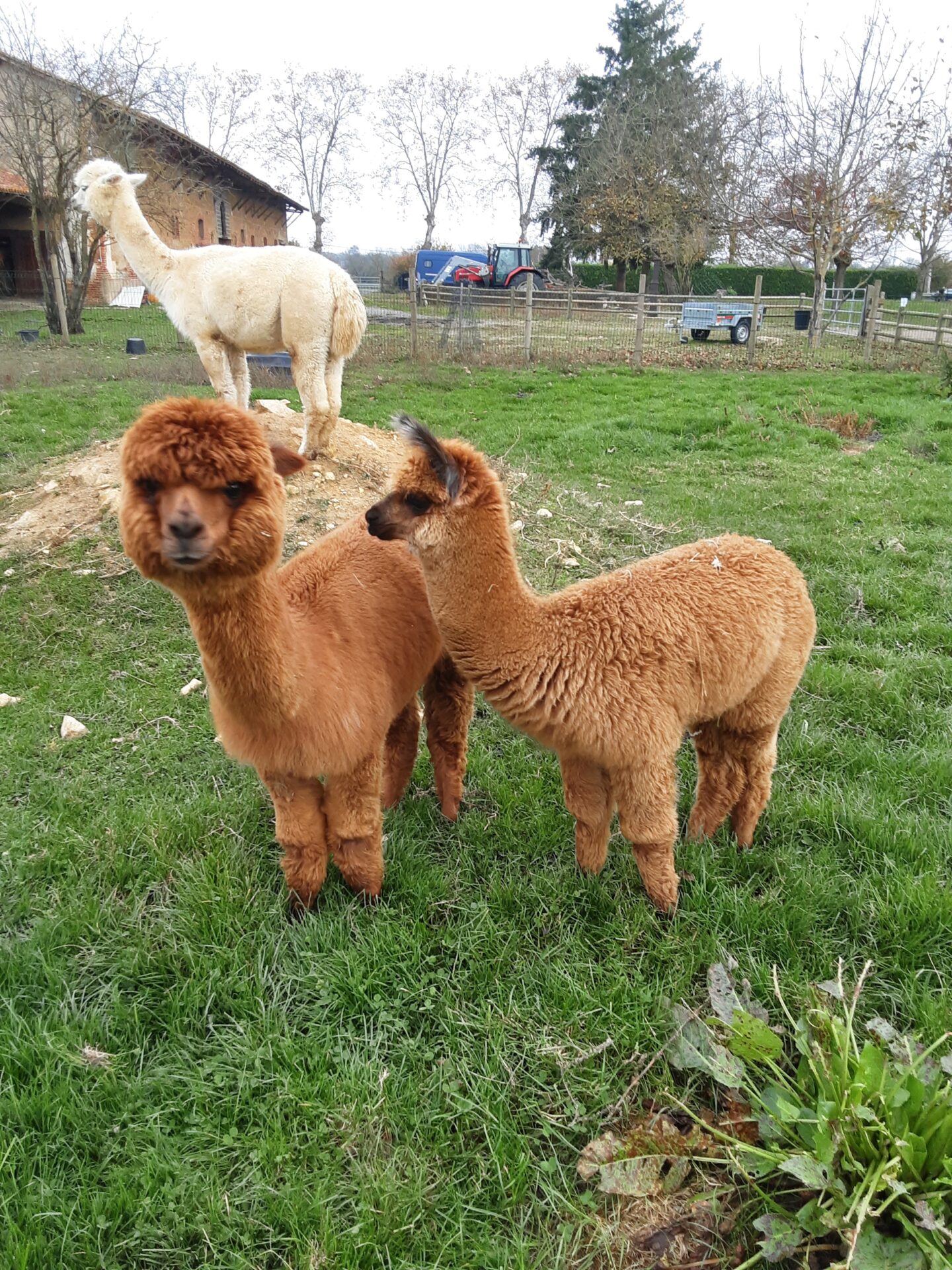Elevage et vente de lamas et d'alpagas - Le Domaine du Chevalier